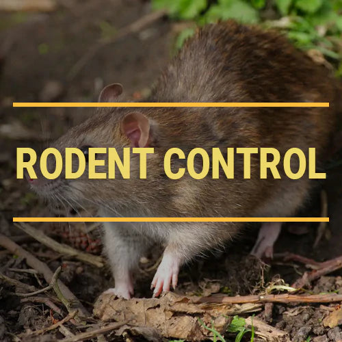 Rodent Control – Ensystex.com.au