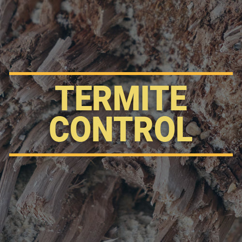Termite Control – Ensystex.com.au